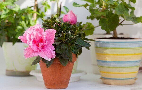 Azalea: How to care and 40 wonderful ideas for home and garden ...
