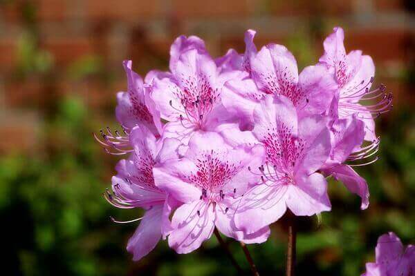 Azalea: How to care and 40 wonderful ideas for home and garden ...