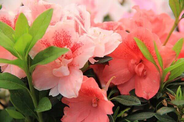 Azalea: How to care and 40 wonderful ideas for home and garden ...