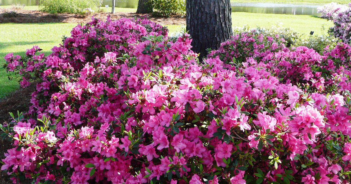 Azalea: How to care and 40 wonderful ideas for home and garden ...