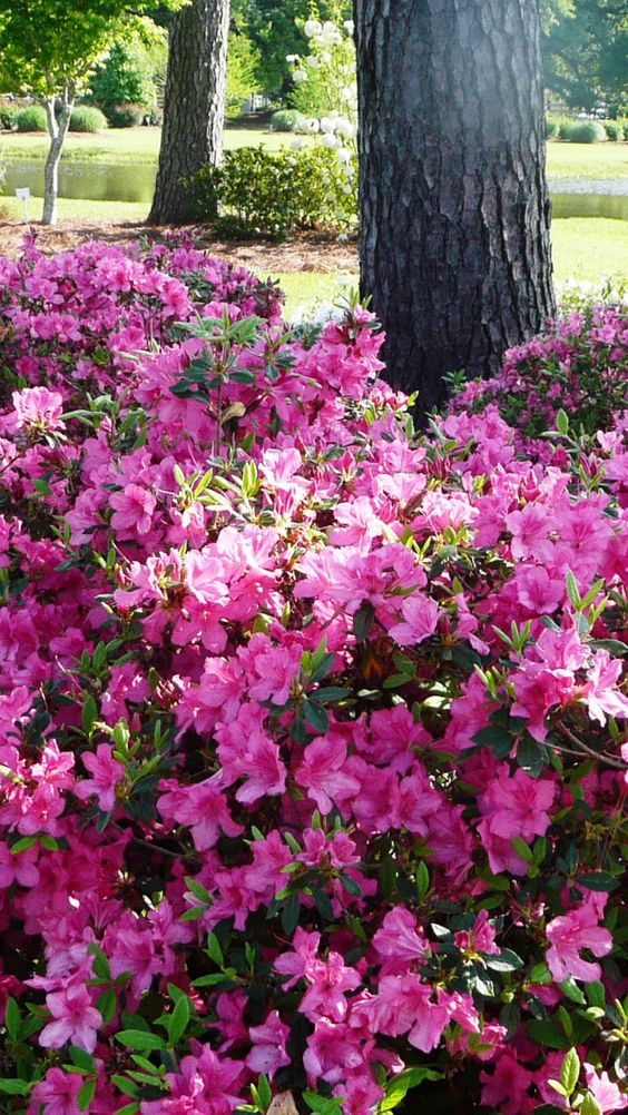 Azalea: How to care and 40 wonderful ideas for home and garden ...