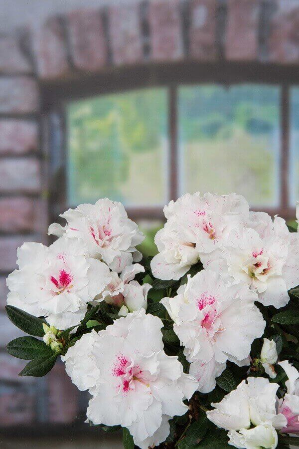Azalea: How to care and 40 wonderful ideas for home and garden ...