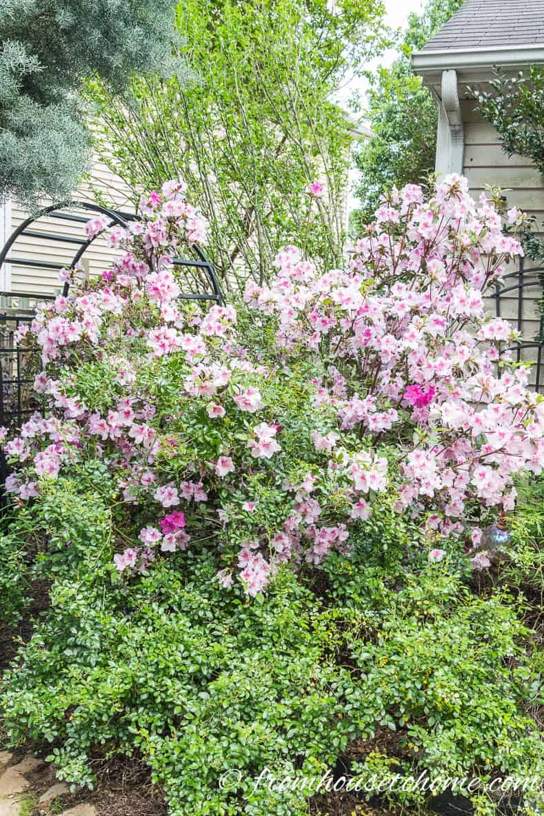 Azalea: How to care and 40 wonderful ideas for home and garden ...