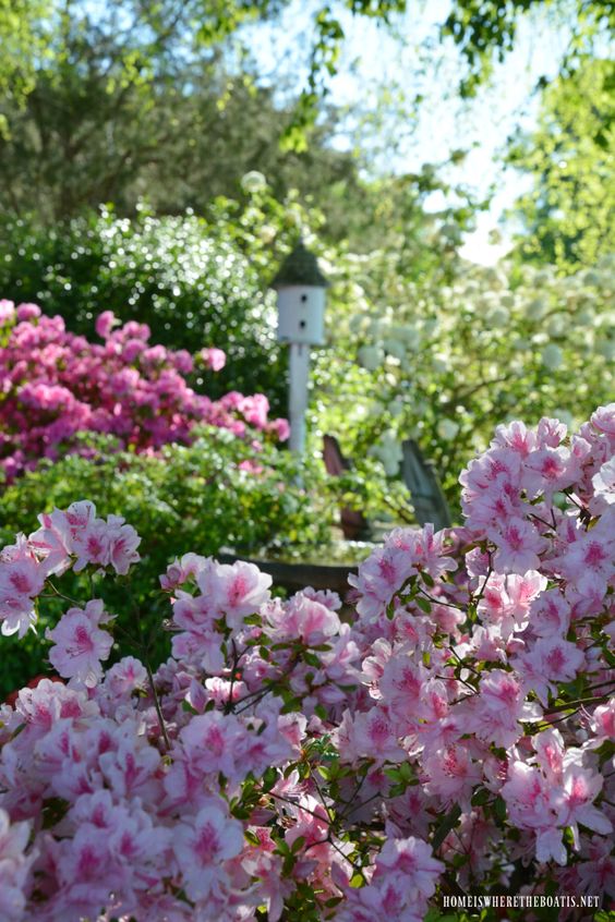 Azalea: How to care and 40 wonderful ideas for home and garden ...