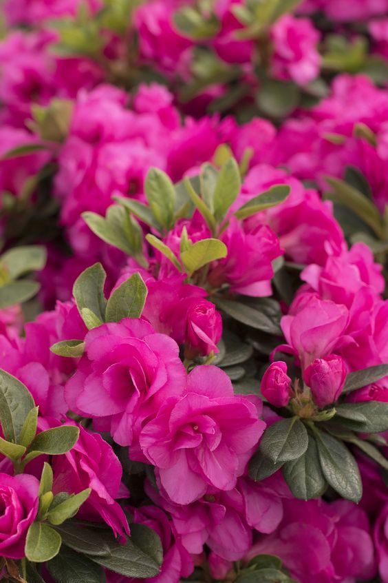 Azalea: How to care and 40 wonderful ideas for home and garden ...