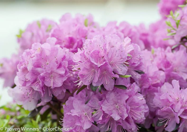 Azalea: How to care and 40 wonderful ideas for home and garden ...