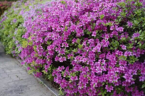 Azalea: How to care and 40 wonderful ideas for home and garden ...