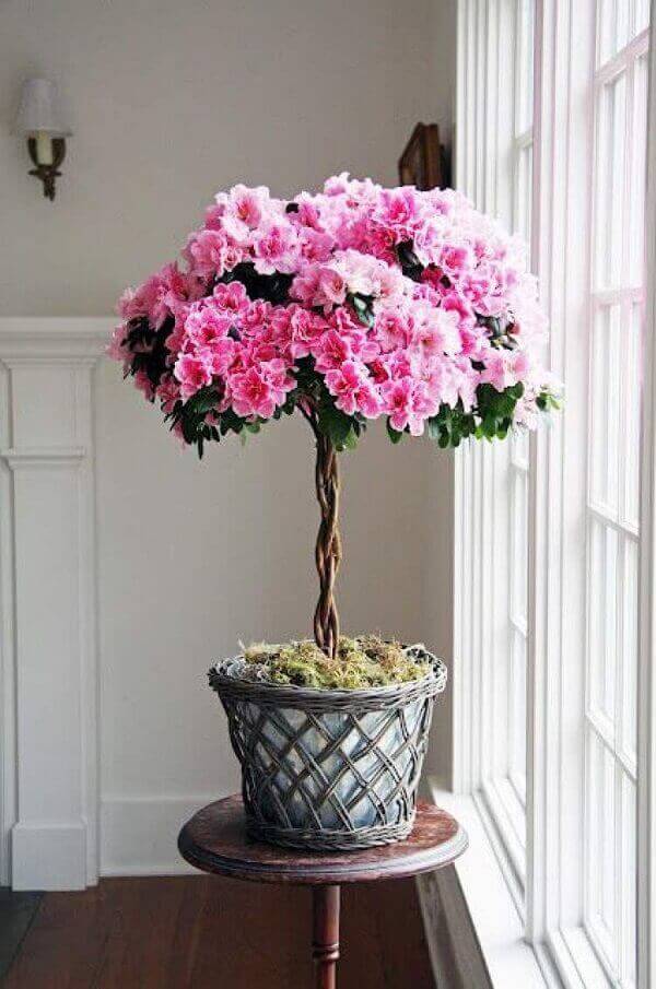 Azalea: How to care and 40 wonderful ideas for home and garden ...