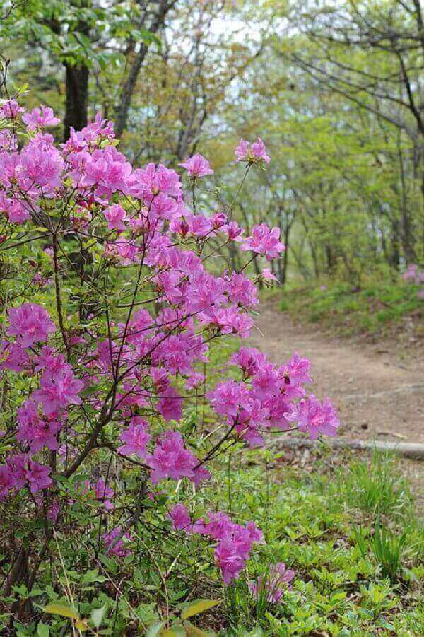 Azalea: How to care and 40 wonderful ideas for home and garden ...