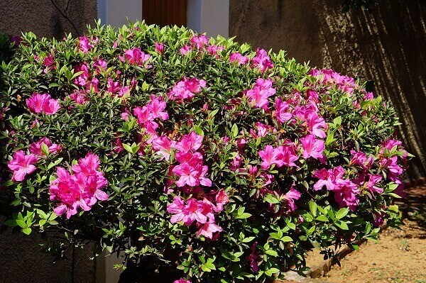 Azalea: How to care and 40 wonderful ideas for home and garden ...