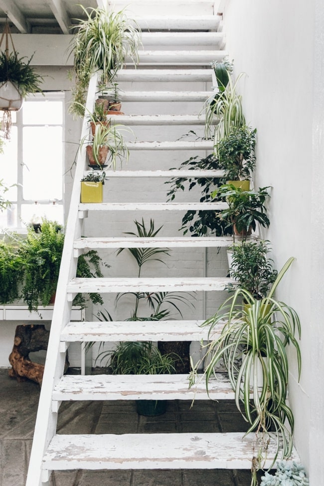 Discover what biophilia is and how to include it in your home ...
