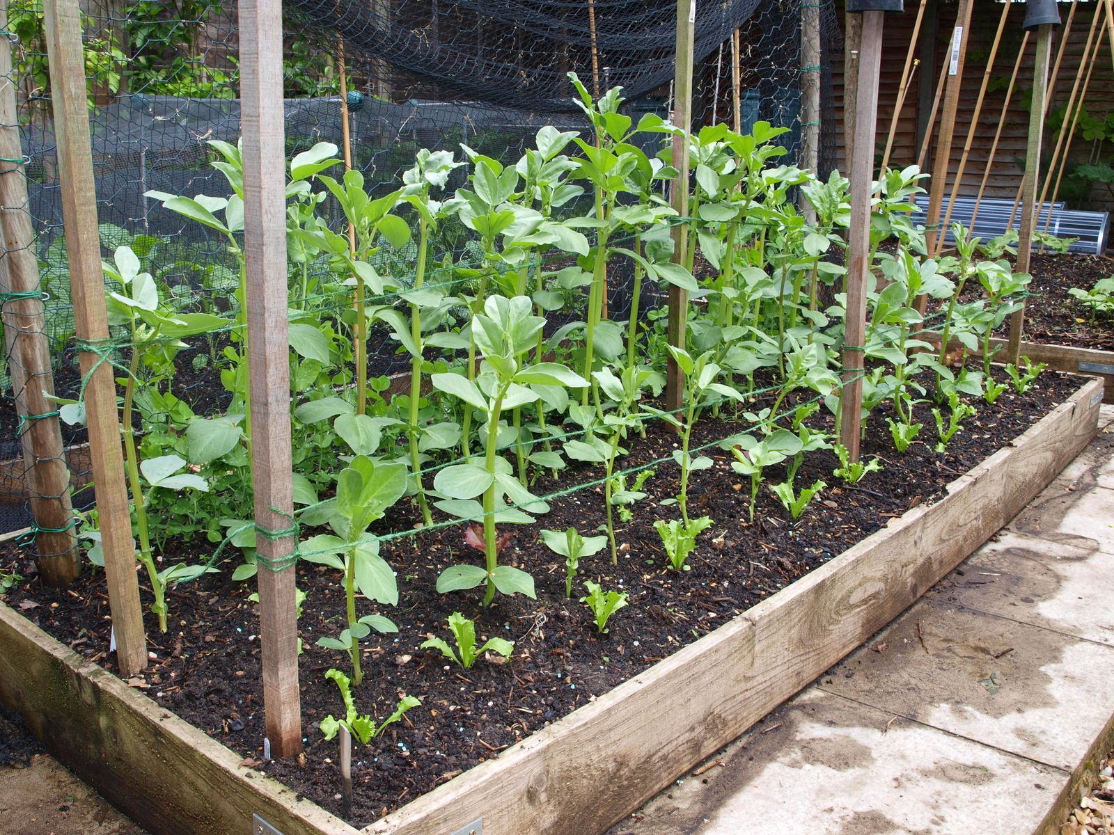 Broad beans, secrets for planting and growing in your garden | My ...