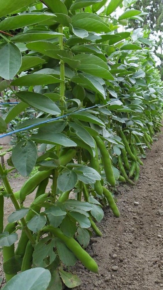 Broad beans, secrets for planting and growing in your garden | My ...