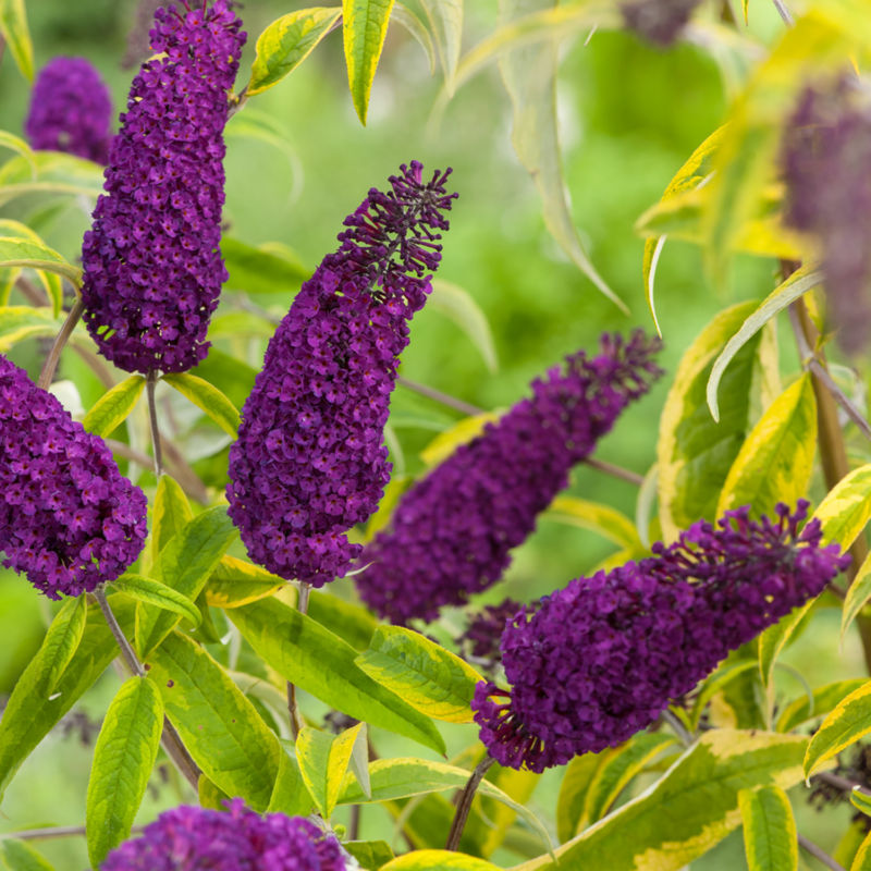 Budleya - The best ideas of an original decoration for the garden | My ...