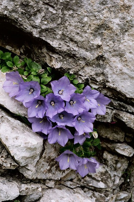 Amazing Campanula flowers for your garden - the “groom” and the “bride ...