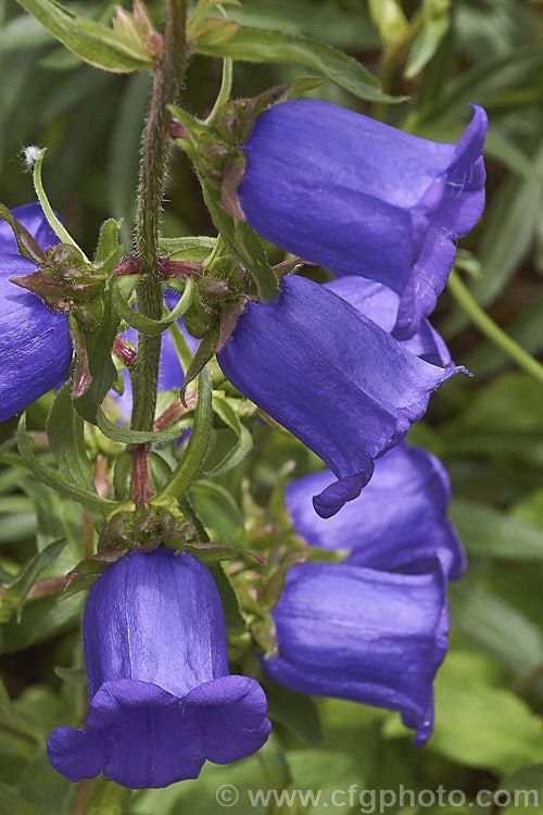Amazing Campanula flowers for your garden - the “groom” and the “bride ...