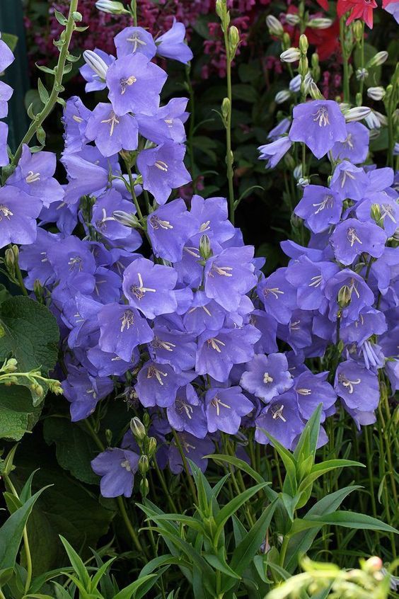 Amazing Campanula flowers for your garden - the “groom” and the “bride ...