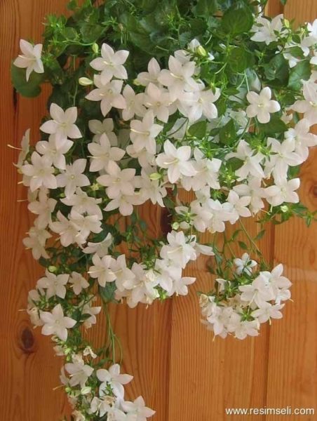 Amazing Campanula flowers for your garden - the “groom” and the “bride ...