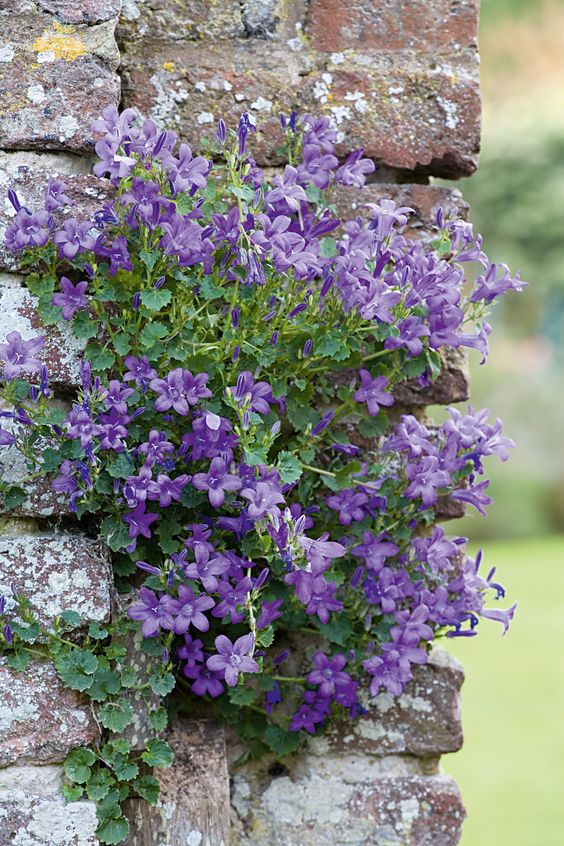 Amazing Campanula flowers for your garden - the “groom” and the “bride ...
