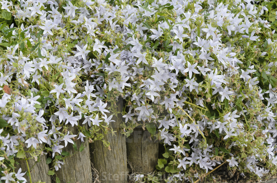 Amazing Campanula flowers for your garden - the “groom” and the “bride ...