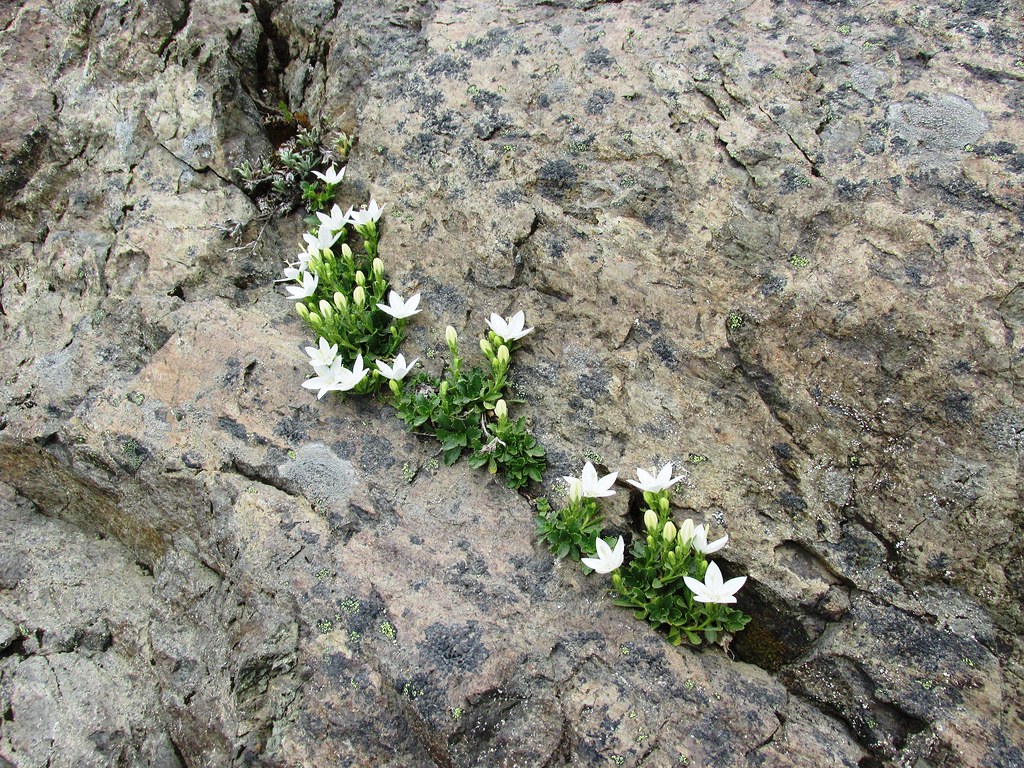 Amazing Campanula flowers for your garden - the “groom” and the “bride ...