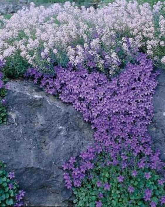 Amazing Campanula flowers for your garden - the “groom” and the “bride ...