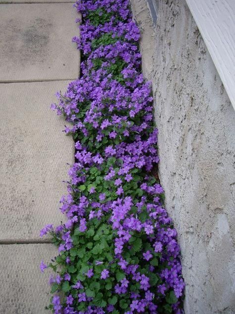 Amazing Campanula flowers for your garden - the “groom” and the “bride ...