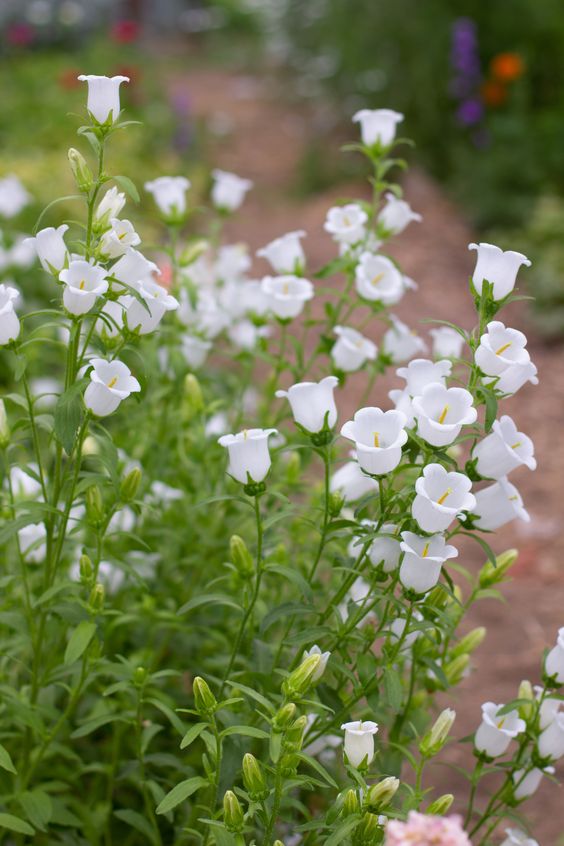 Amazing Campanula flowers for your garden - the “groom” and the “bride ...