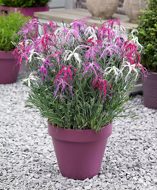 Chinese carnation 'The Dancing Geisha' an exotic plant for your garden ...