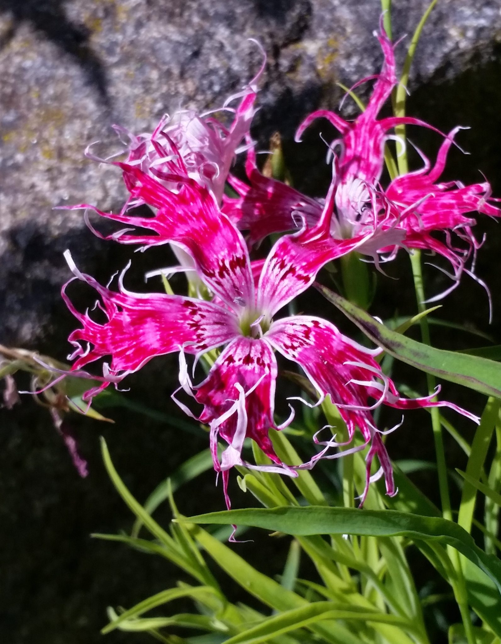 Chinese carnation 'The Dancing Geisha' an exotic plant for your garden ...