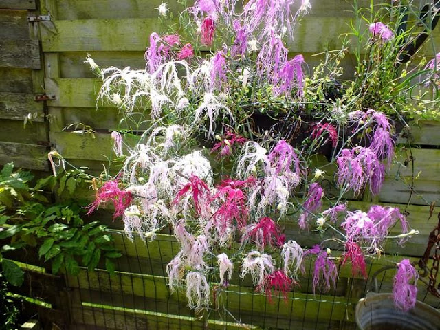 Chinese carnation 'The Dancing Geisha' an exotic plant for your garden ...