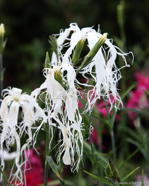 Chinese carnation 'The Dancing Geisha' an exotic plant for your garden ...