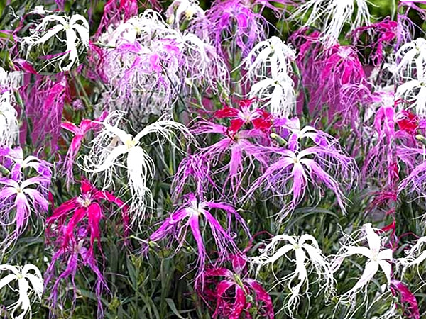 Chinese carnation 'The Dancing Geisha' an exotic plant for your garden ...