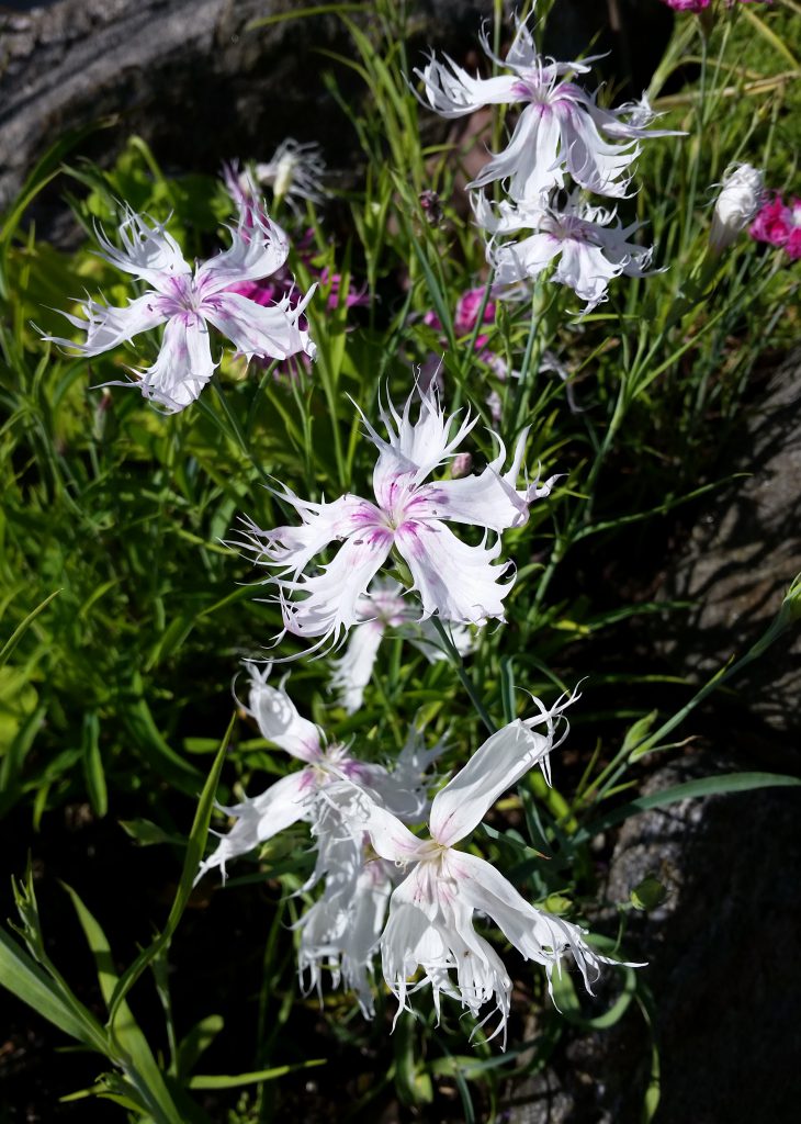 Chinese carnation 'The Dancing Geisha' an exotic plant for your garden ...