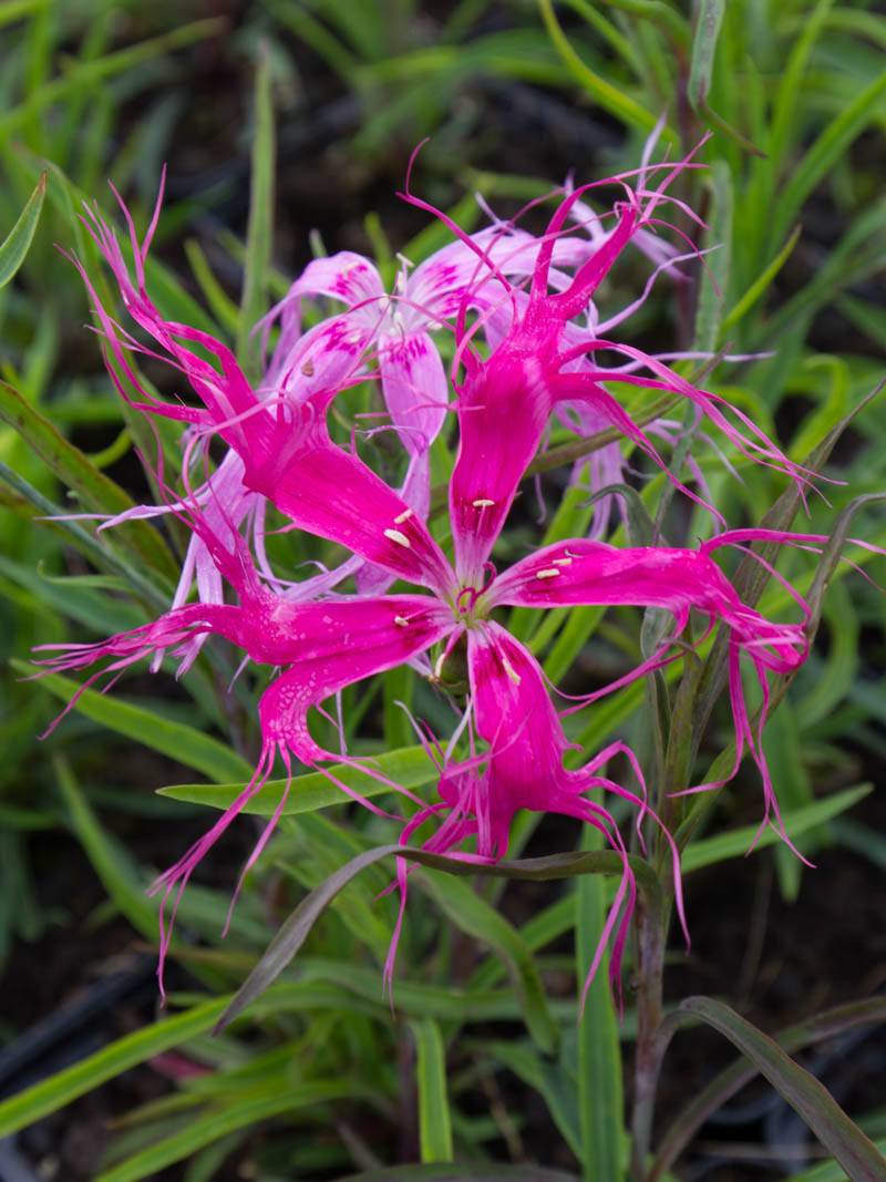 Chinese carnation 'The Dancing Geisha' an exotic plant for your garden ...