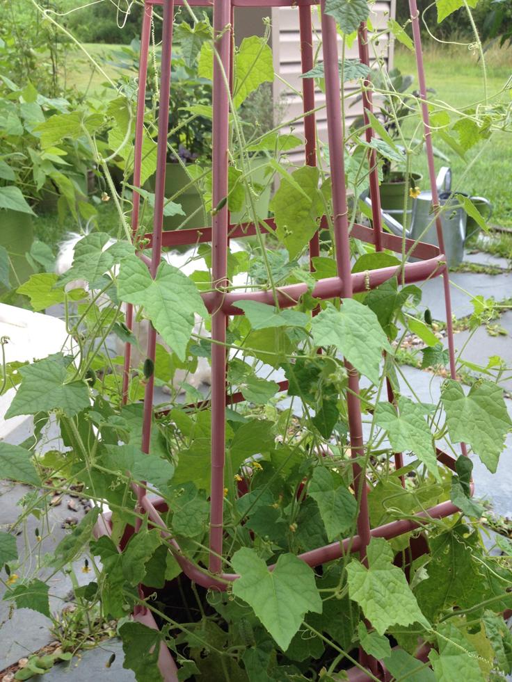 Cucamelon: information and ideas for your garden and your flower pot ...