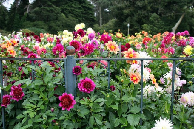 Amazing Dahlia ideas for your garden : cultivation and care tips | My ...