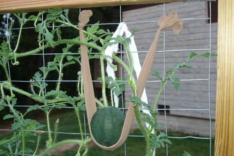 How to grow watermelons in containers | My desired home