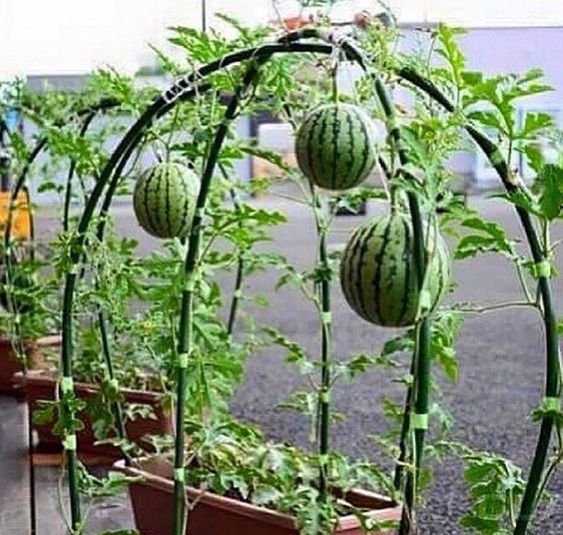 How To Grow Watermelons In Containers My Desired Home
