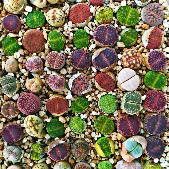 Lithops - The Stone ... plants, amazing ideas for home and garden | My ...