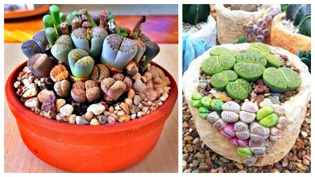 Lithops - The Stone ... plants, amazing ideas for home and garden | My ...