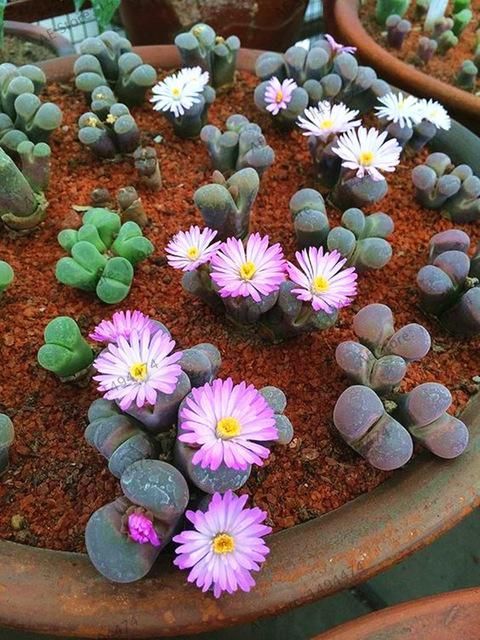 Lithops - The Stone ... plants, amazing ideas for home and garden | My ...
