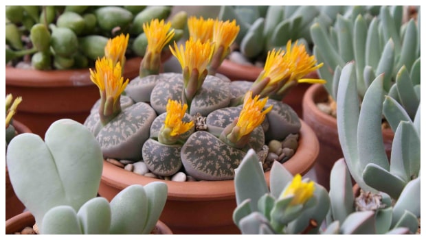 Lithops - The Stone ... plants, amazing ideas for home and garden | My ...