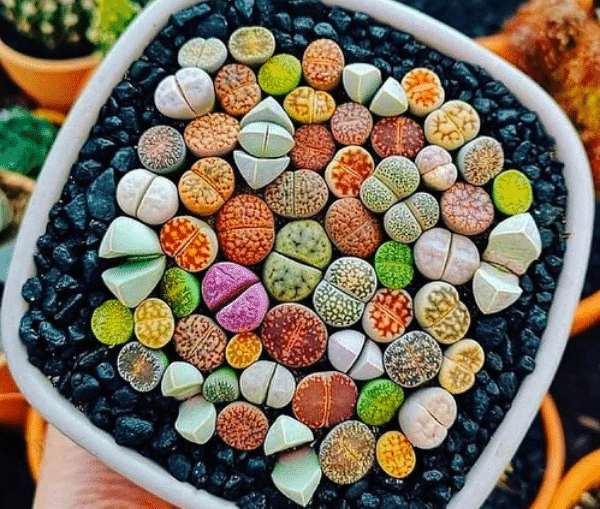 Lithops - The Stone ... plants, amazing ideas for home and garden | My ...