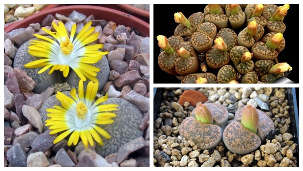 Lithops - The Stone ... plants, amazing ideas for home and garden | My ...