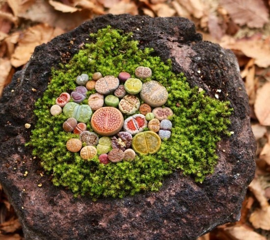 Lithops - The Stone ... plants, amazing ideas for home and garden | My ...