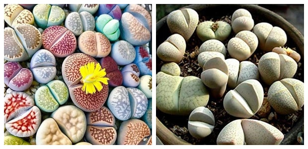 Lithops - The Stone ... plants, amazing ideas for home and garden | My ...