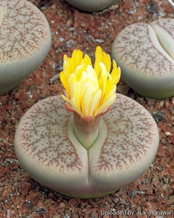 Lithops - The Stone ... plants, amazing ideas for home and garden | My ...