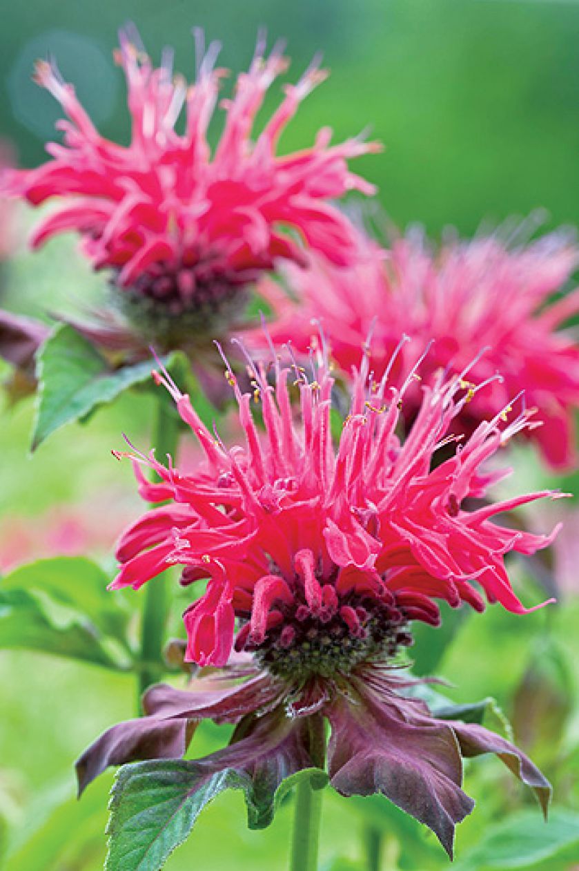 Monarda a wonderful eyecatching plant for your garden | My desired home