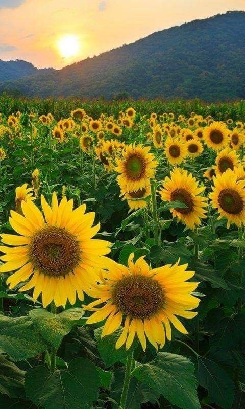 Sunflower, the flower of the sun - great ideas for your yard and garden ...